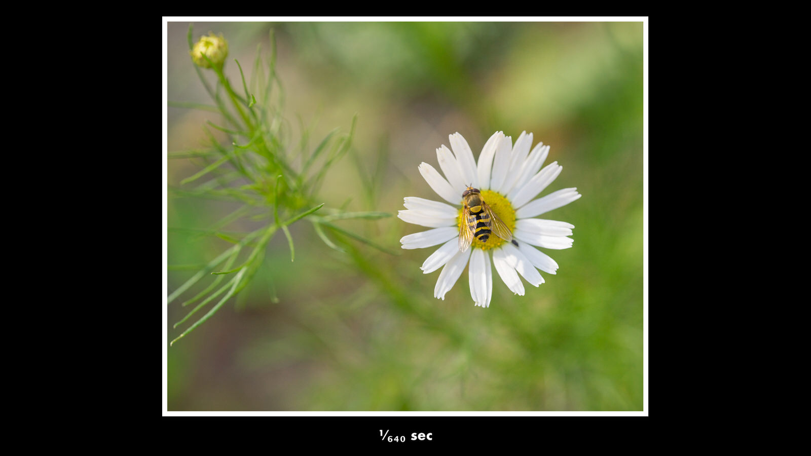 10个微距摄影初学者技巧| PetaPixel - 卡塔尔世界杯4强谁会赢？
